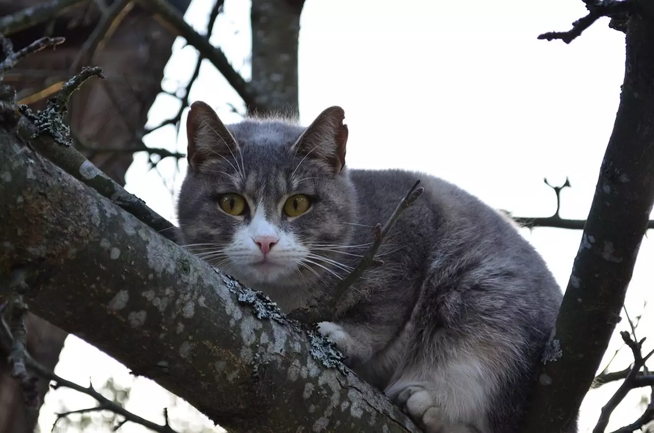 ağaçtaki kedi