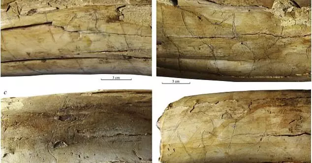 As imaxes de camelos de Siberia hai 13.000 anos son as primeiras en Asia