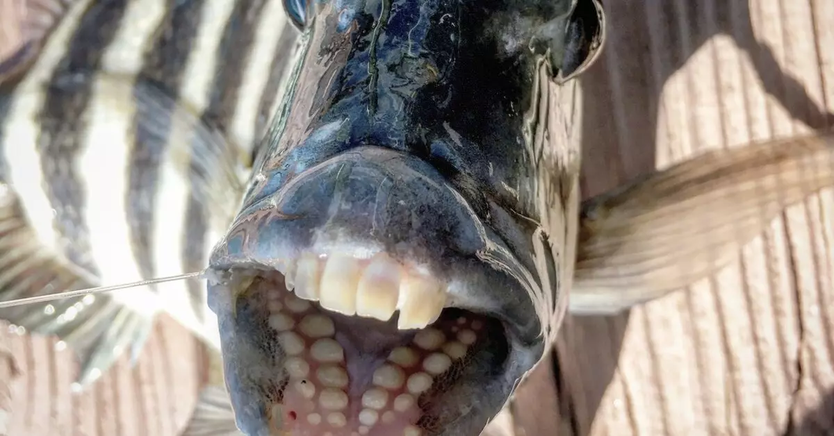 5 animais cos dentes máis pouco comúns