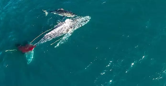 Drones weghara mwakpo Shark na-egbu egbu na Humpback Whale