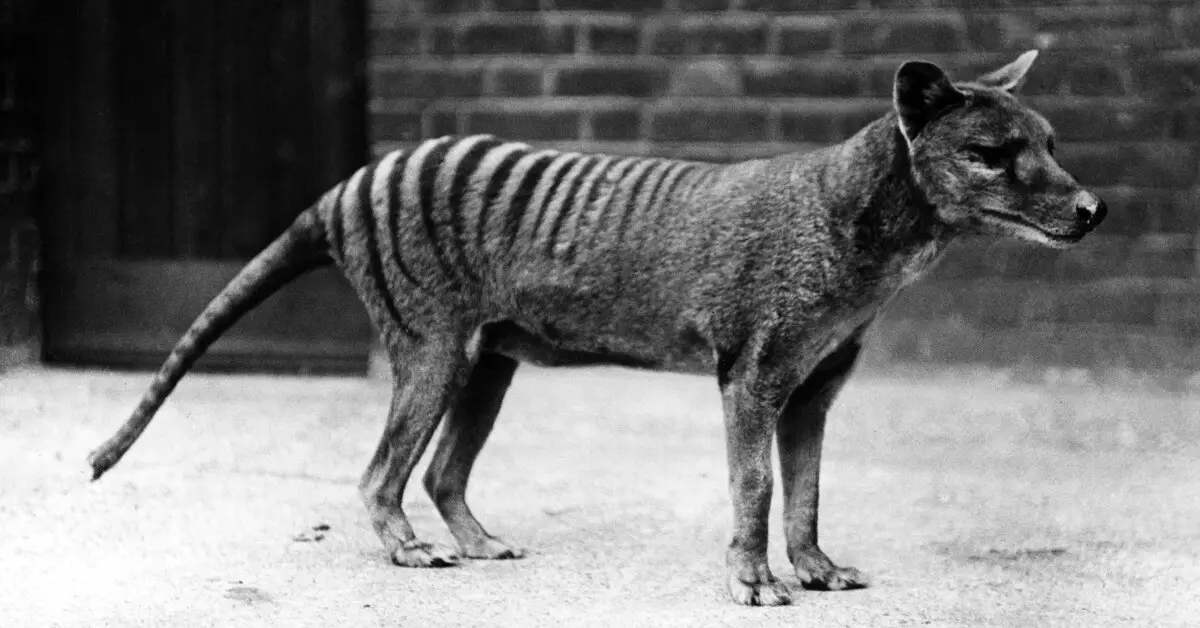 10 animals that became extinct thanks to us