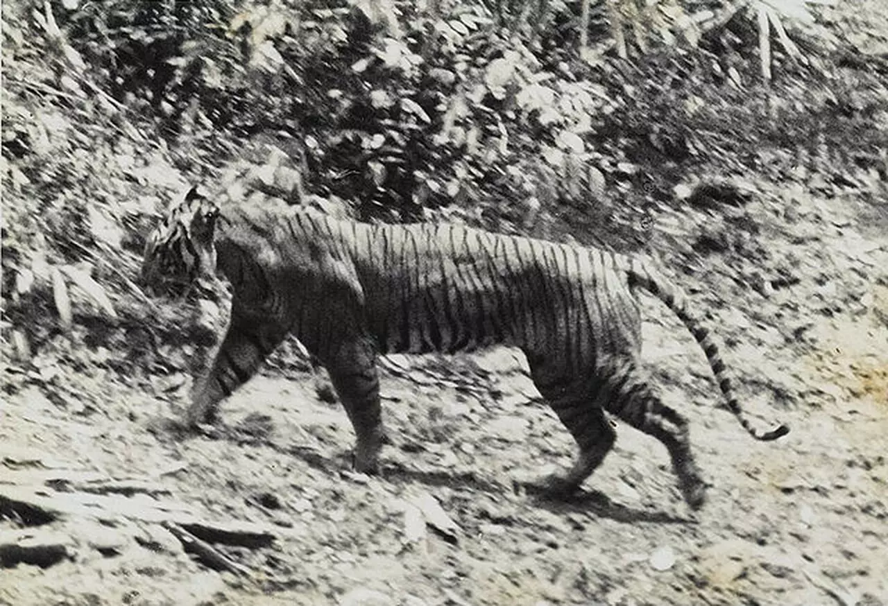 Javan tiger