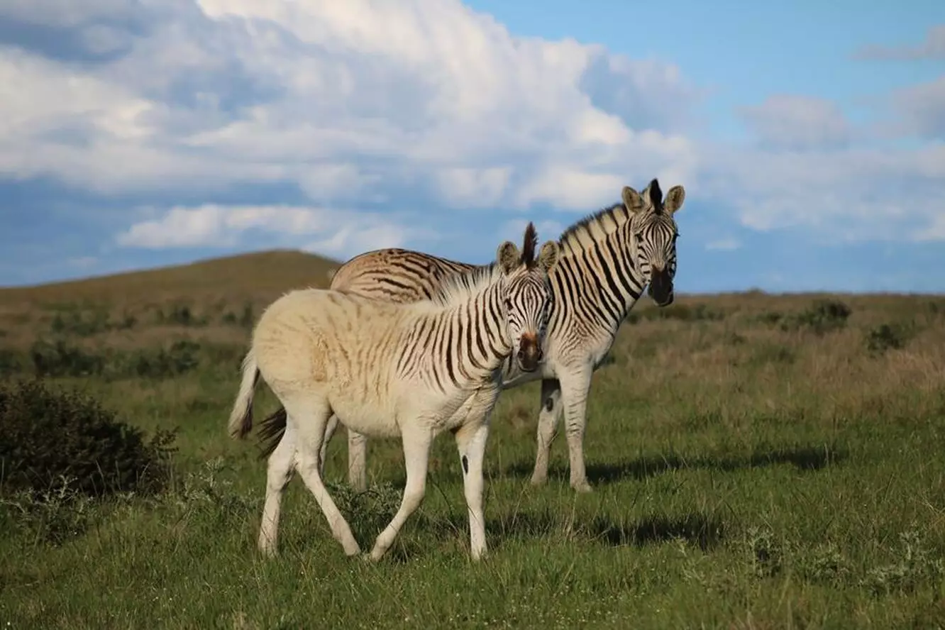 Quagga