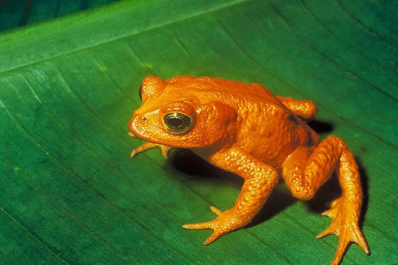 toad orange