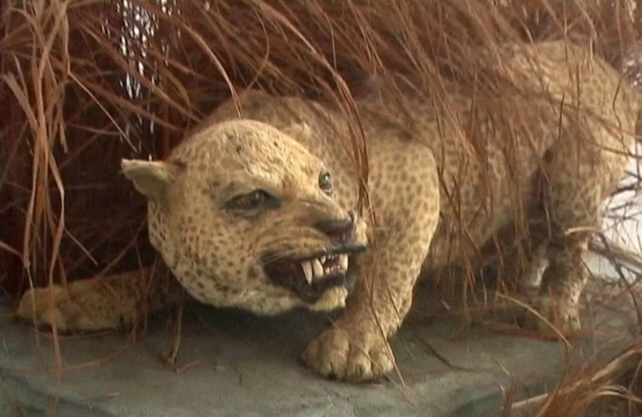 Zanzibar leopard