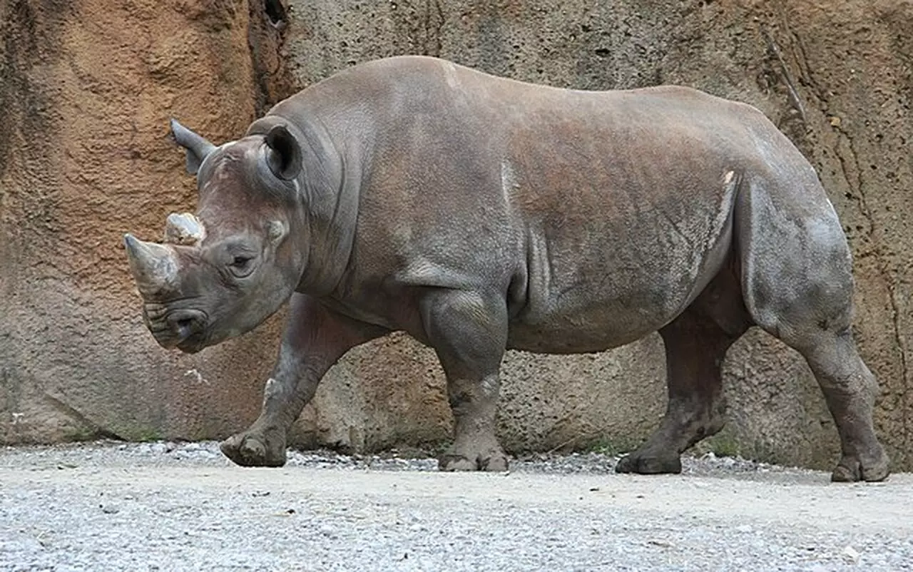 Vestafrikansk svart neshorn