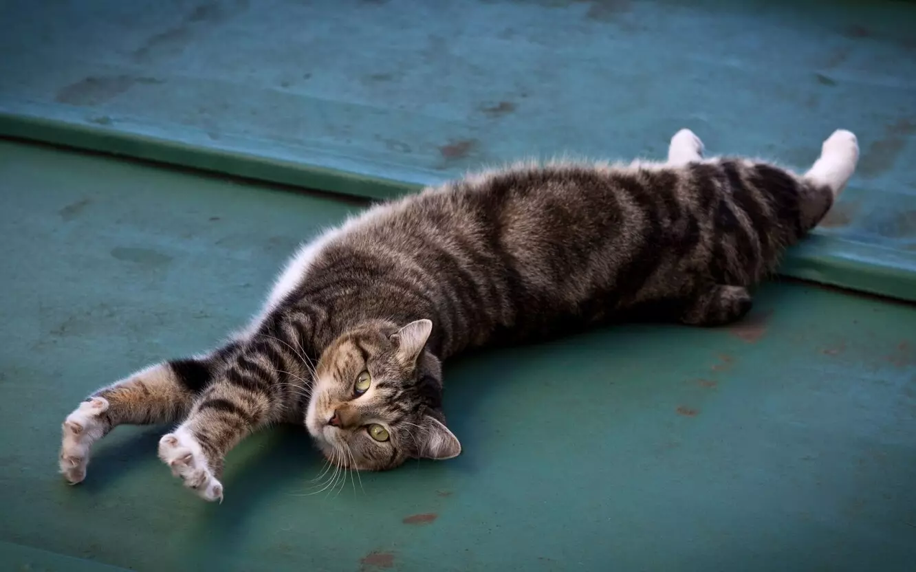 9 Kebiasaan Aneh Anjing dan Kucing yang Dijelaskan oleh Sains 122583_4