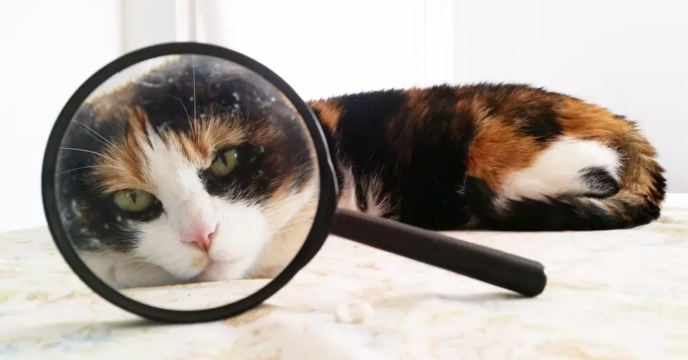 Rastiyên balkêş ên li ser pisîkan: tiştê ku hûn di derbarê pisîkan de nizanin û çi bi wan re têkildar e