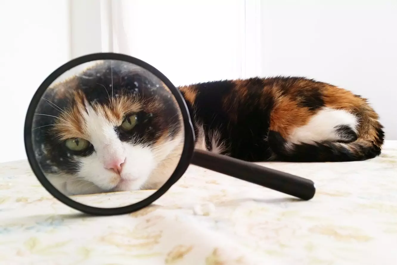 Warum brauchen Katzen riesige Augen und ein einzigartiges Riechorgan: 20 ungewöhnliche Fakten über pelzige Haustiere