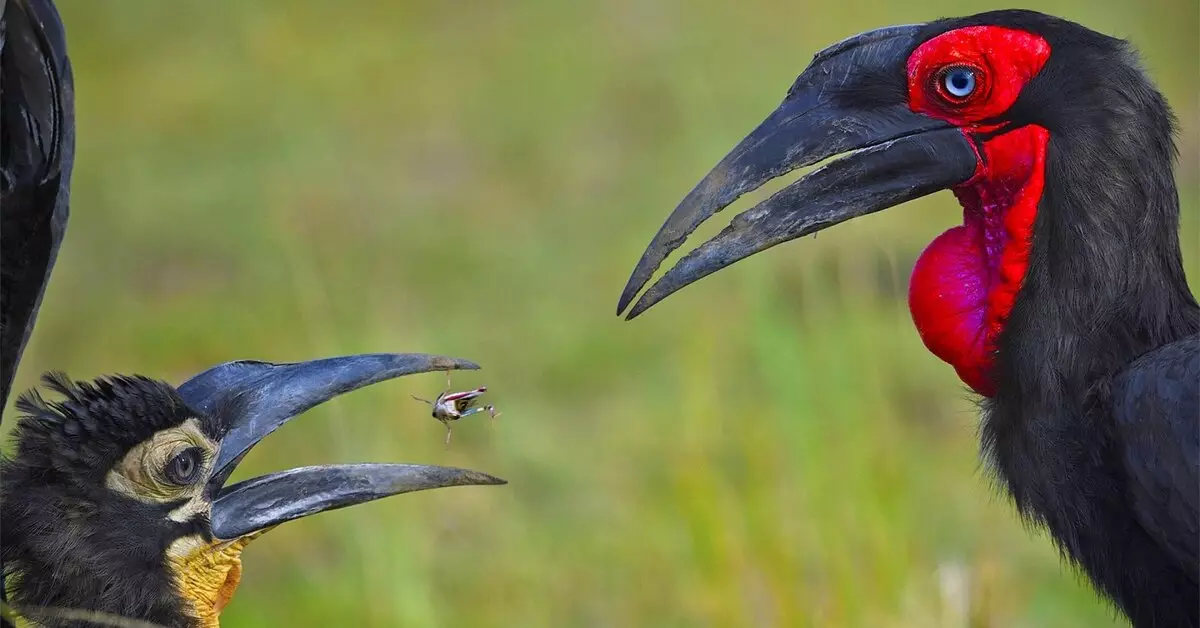 สุดยอดภาพถ่ายสัตว์ป่าที่ธรรมชาติ inFocus Photo Awards