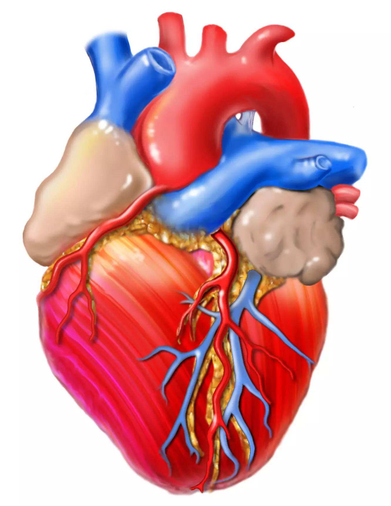 зүрхний эсүүд