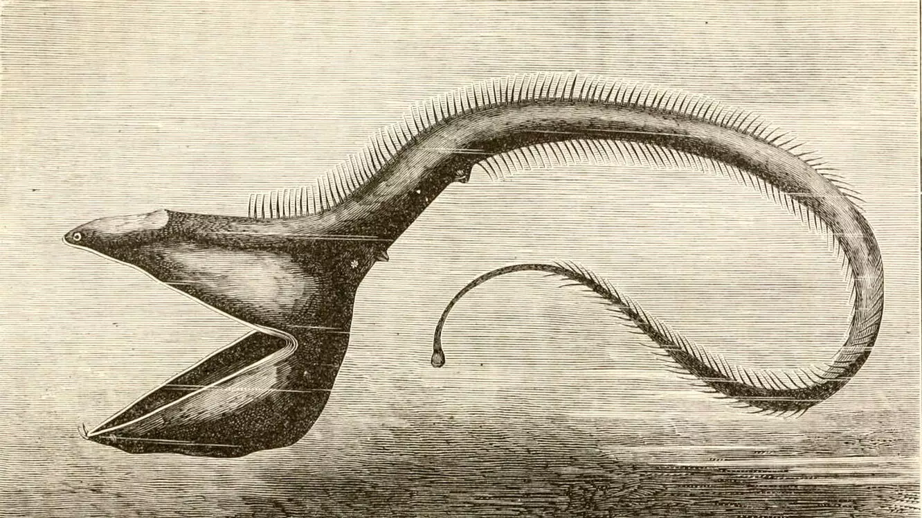به موجودات عجیب و غیرمعمولی که در اقیانوس زندگی می کنند نگاه کنید: ماهی هایی که دیدن آنها شما را می ترساند. 129538_8