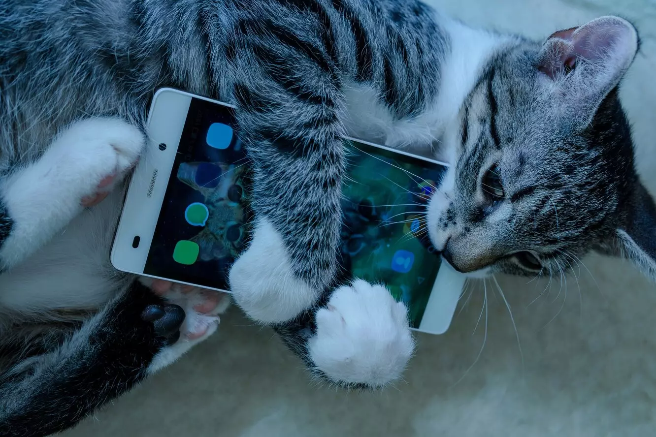 Gato mastigando em um smartphone