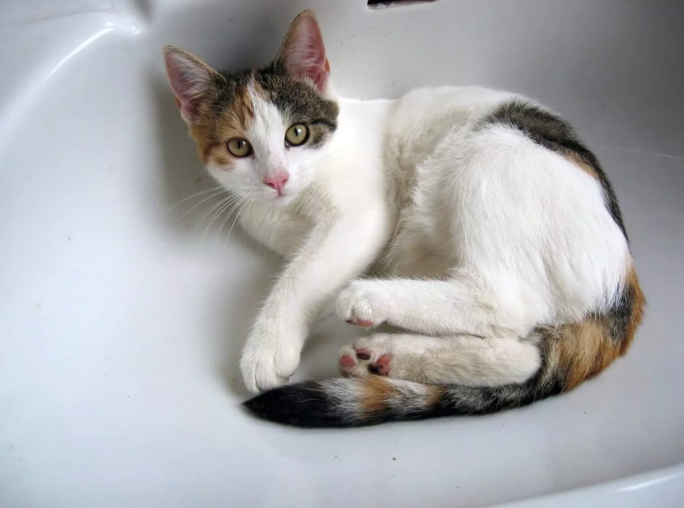 The cat lies in the sink