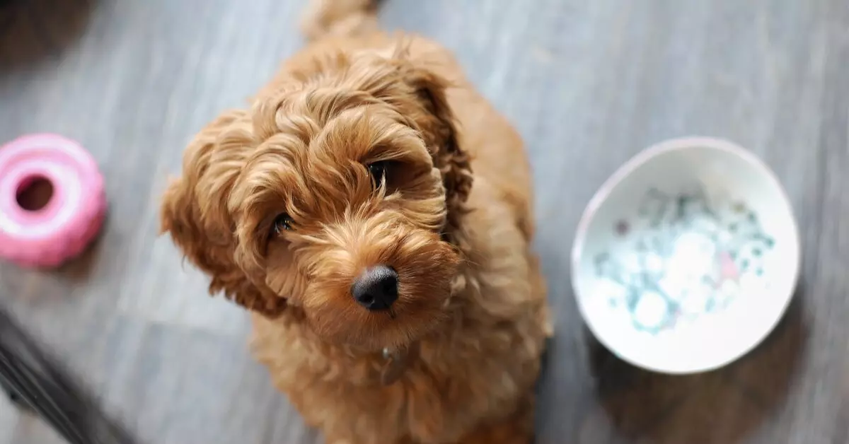 Labradoodle rəsmi olaraq tanınmayan maraqlı bir it cinsidir.