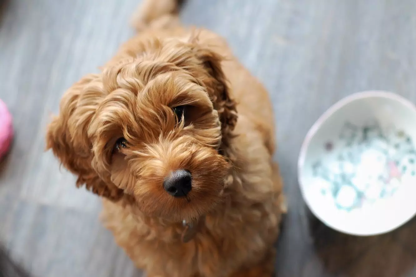 Me zai faru idan kun haye poodle da labrador? Labradoodles nau'in kare ne da ba a saba gani ba ga waɗanda ke fama da rashin lafiya.