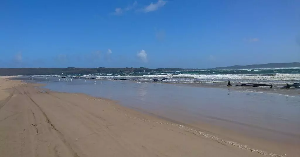 Centos de baleas piloto encallan fronte á costa de Tasmania