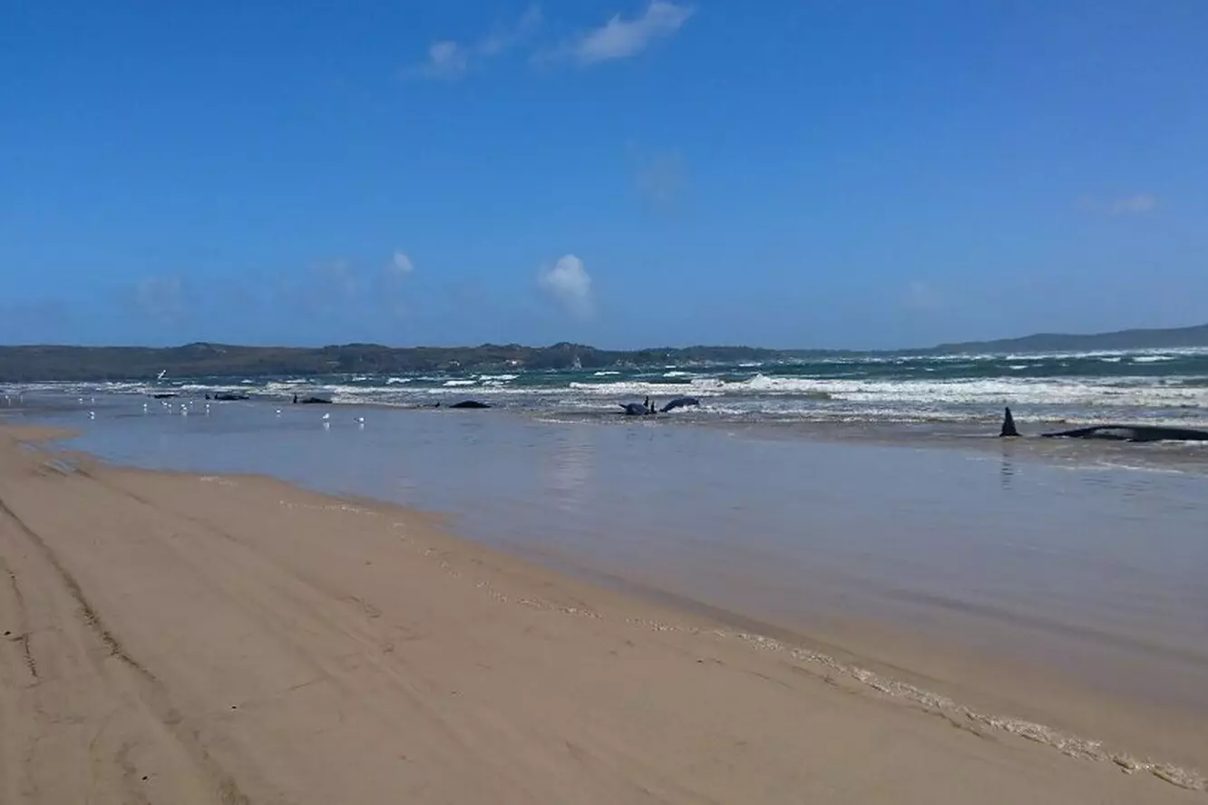 Centenars de balenes pilot encallen a la costa de Tasmània