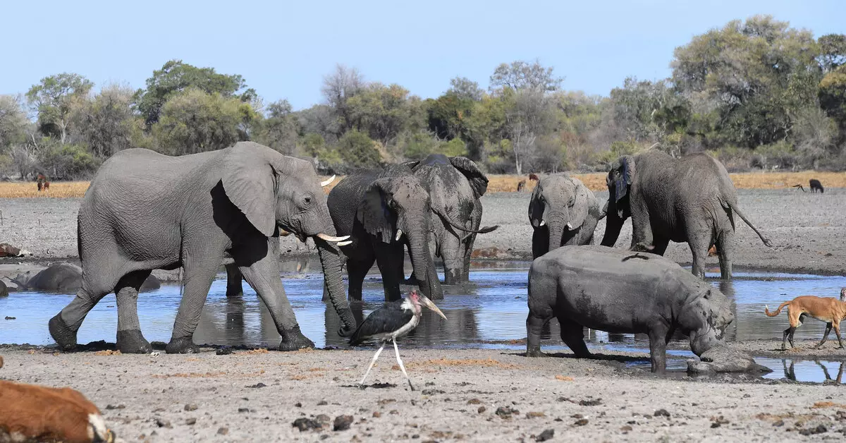 Den Doud vun den Elefanten an Afrika gouf duerch Cyanobakterien erkläert