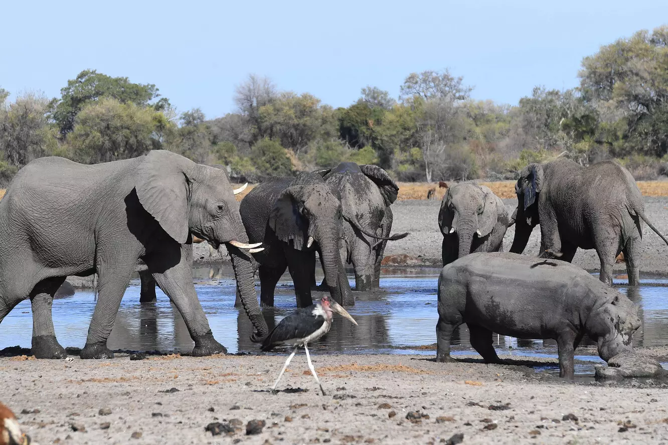 Massedød af elefanter i Botswana forklaret med cyanobakterier