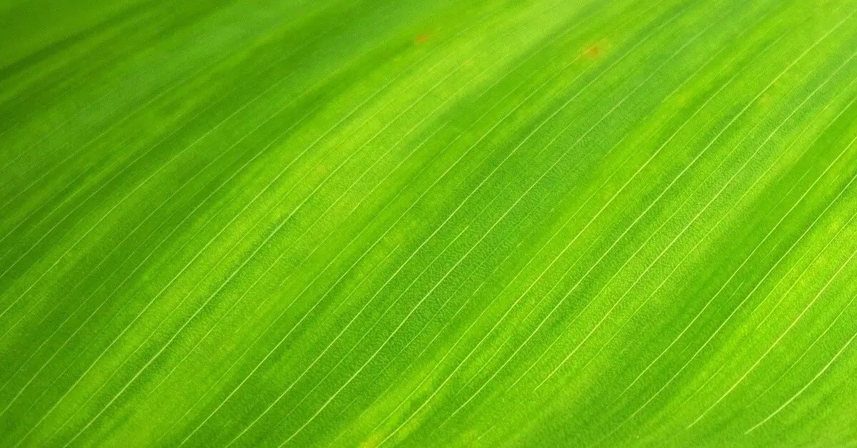 Cabhróidh E. coli le fótaisintéis a fheabhsú