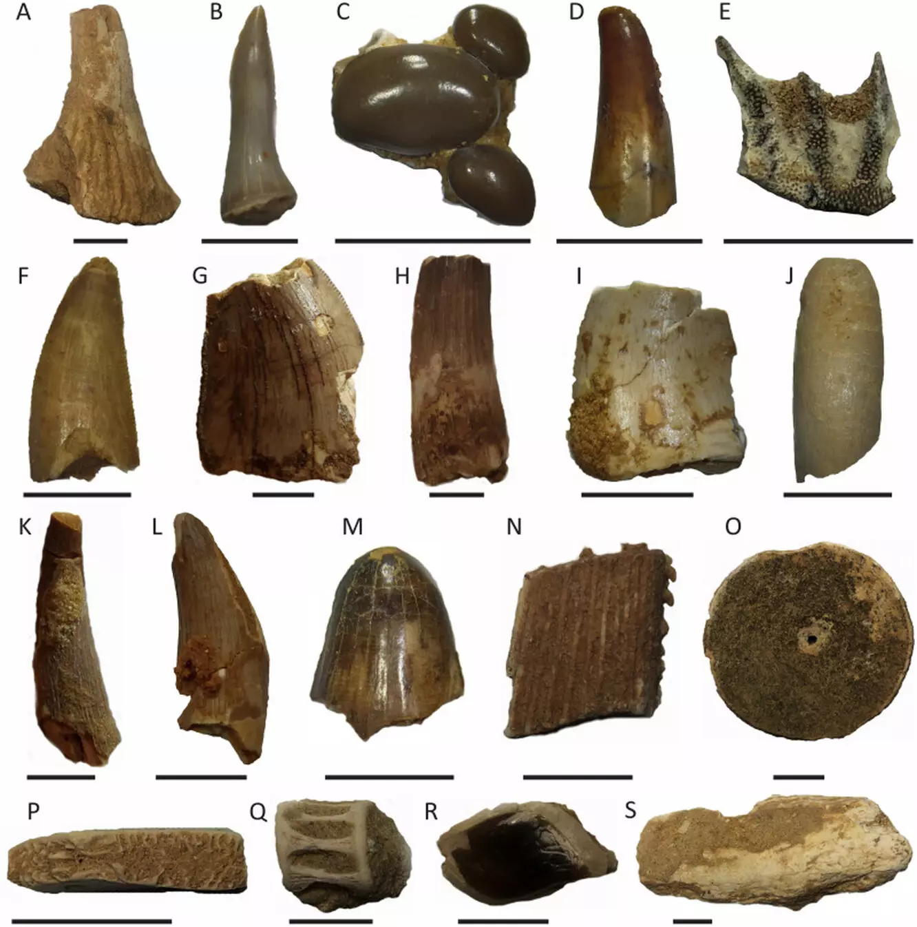 Archeológovia objavili zuby starovekého „riečneho monštra“ 131319_2