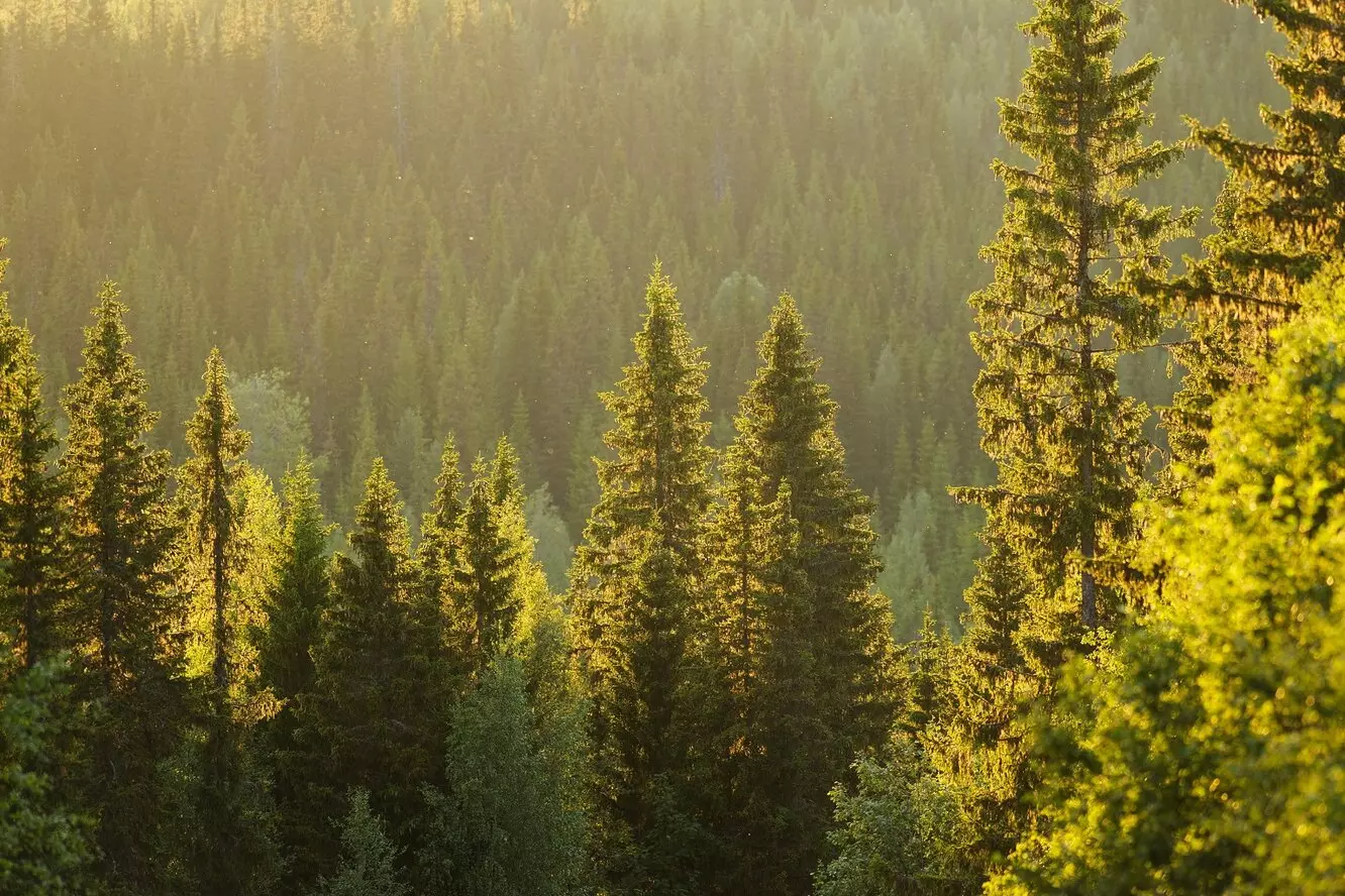 In Russland wird mit der Bestandsaufnahme der Wälder beschäftigt