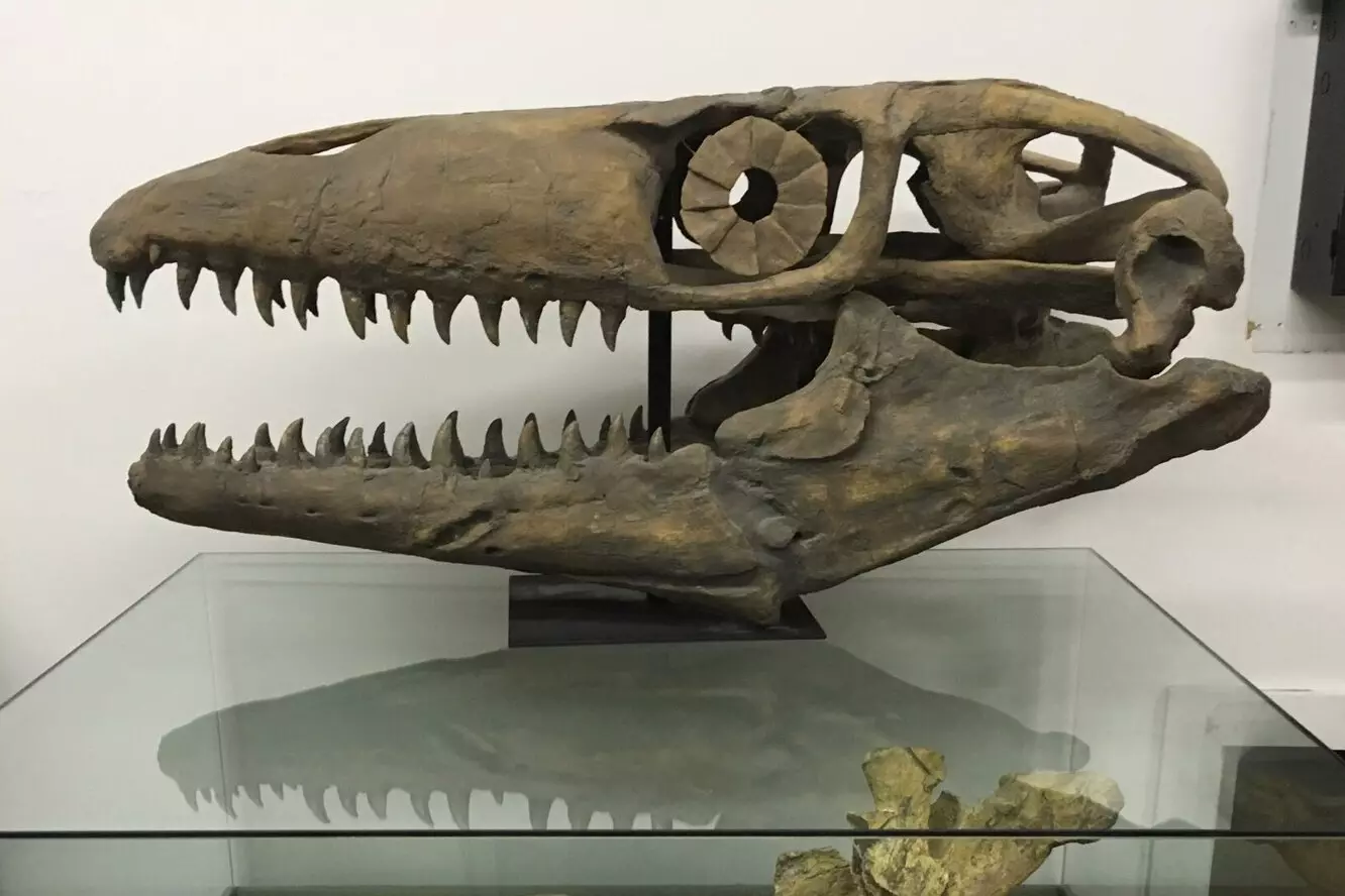 Mosasaurus espezie berria 