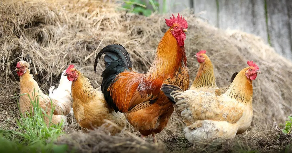 In Cina, una gallina ha deposto un uovo verde insolitamente colorato, come i dinosauri