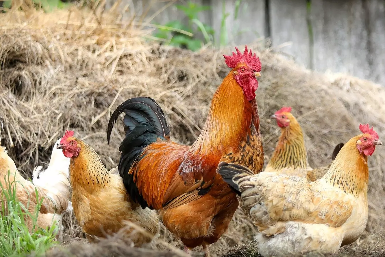 Chinese hen lê geheimsinnige 'dinosourus-eier'