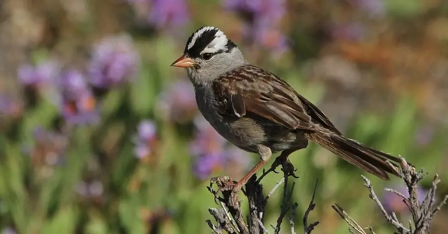 During the lockdown, the birds began to sing sexier