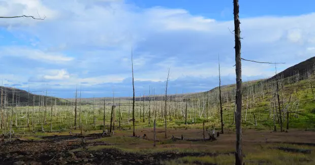 The reason for the mass death of trees near Norilsk became clear