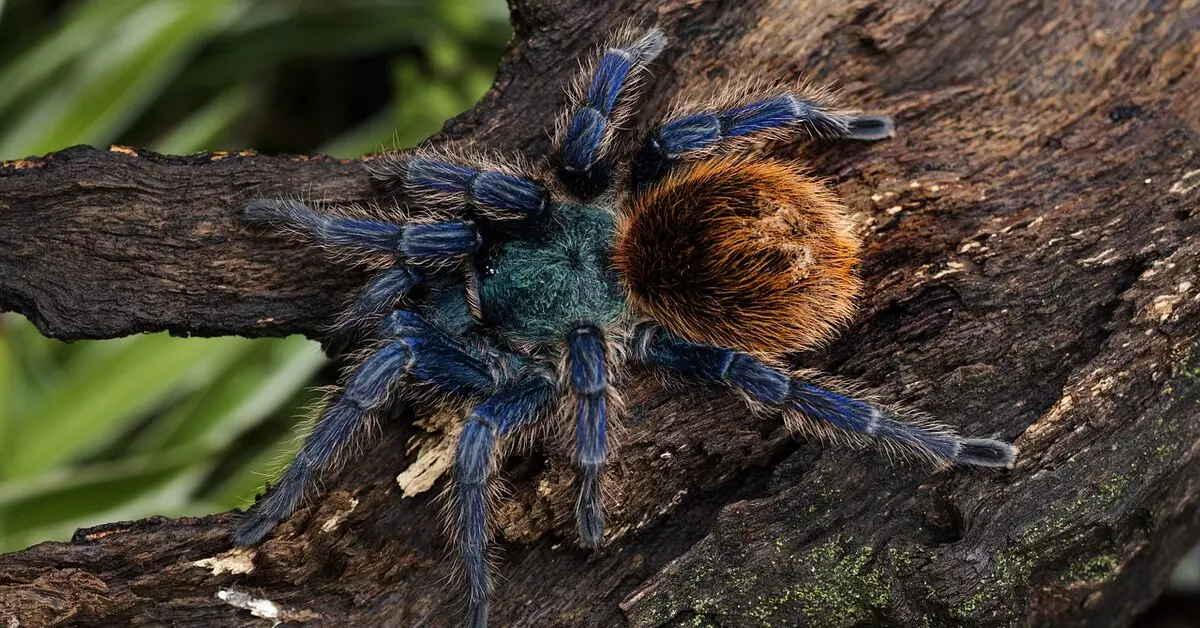 Why tarantulas are blue and green