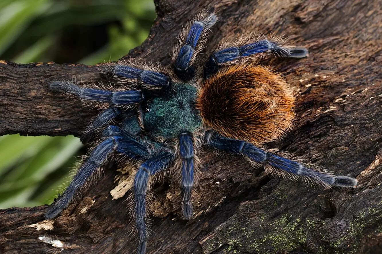 Aisea e lanu moana ma lanu meamata tarantula