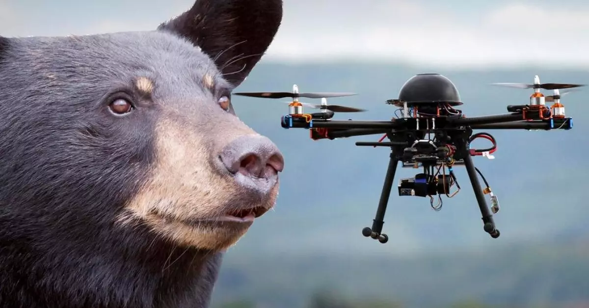 A bear on Sakhalin shot down a drone filming it