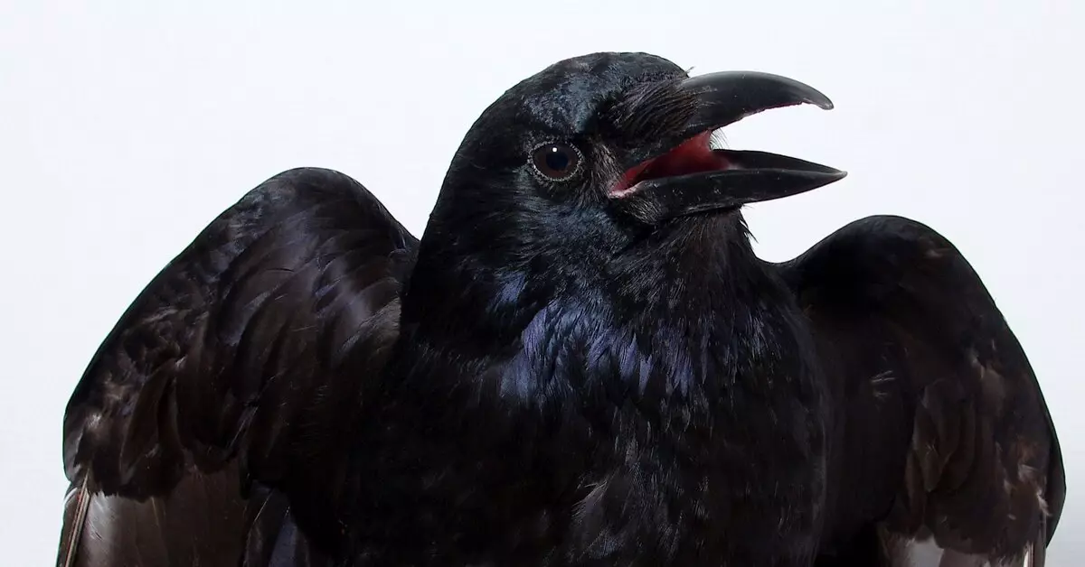 Las aves tienen conciencia subjetiva.