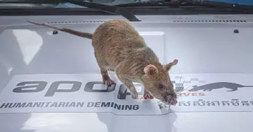 Tikus itu dianugerahkan pingat kerana membantu mencari lombong