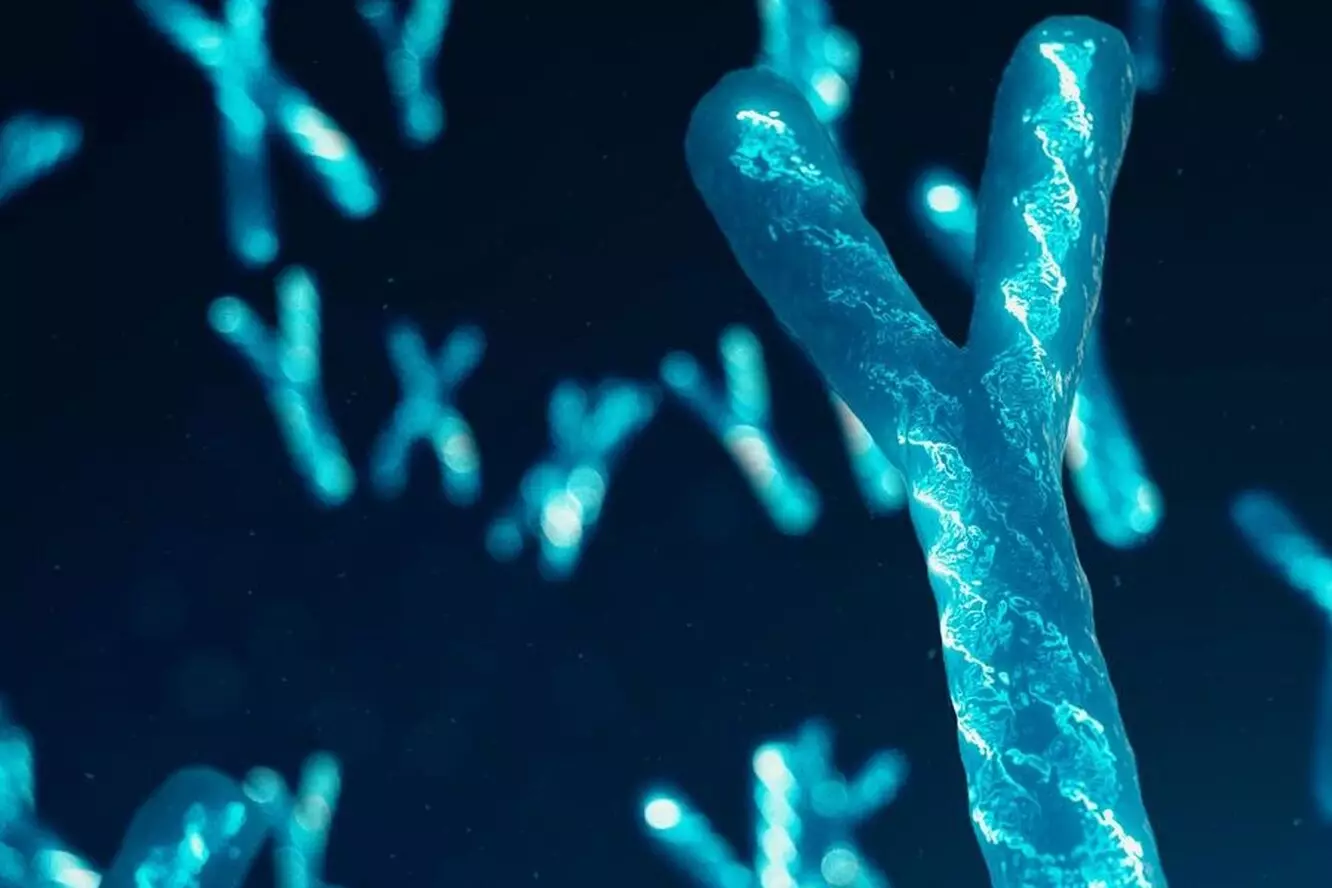 Y-chromosome yana rinjayar ba kawai ayyukan gabobin al'aura ba