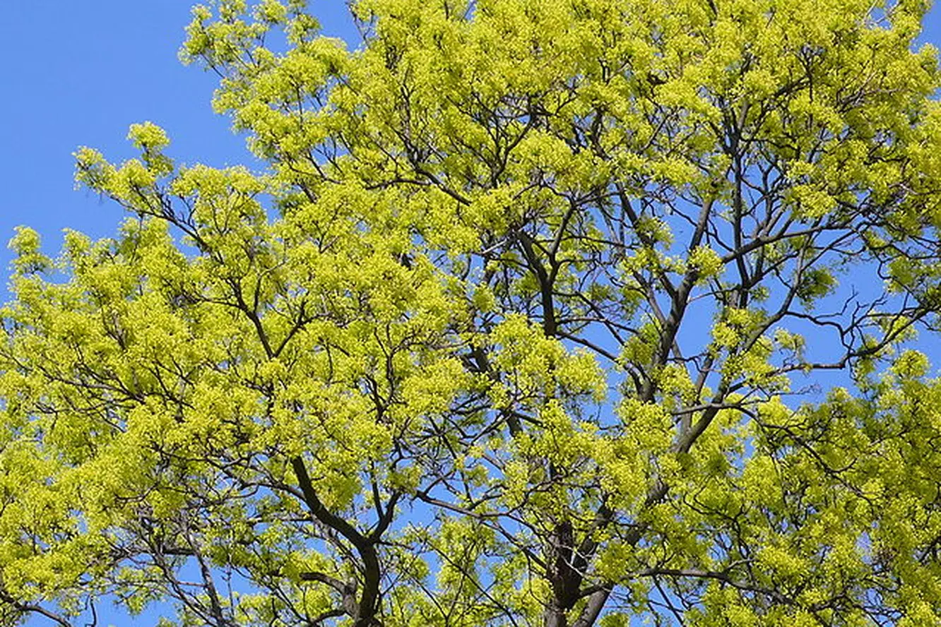 Va resultar quin arbre està millor protegit del sol