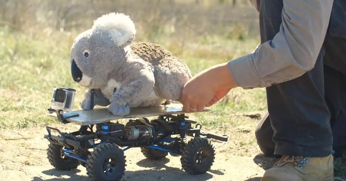 Koala ohun-iṣere kan yoo ran ọ lọwọ lati kọ bi awọn malu ṣe ni ibatan si koalas