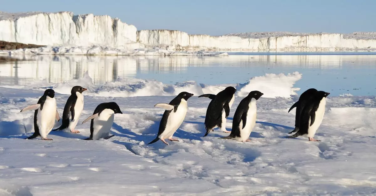 Ang karaang mga penguin nadiskobrehan tungod sa global warming