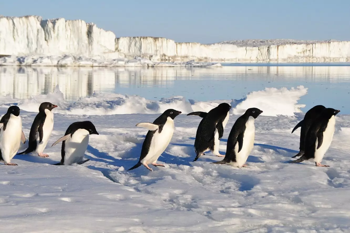 L'antica sepoltura dei pinguini si è rivelata "con sorpresa"