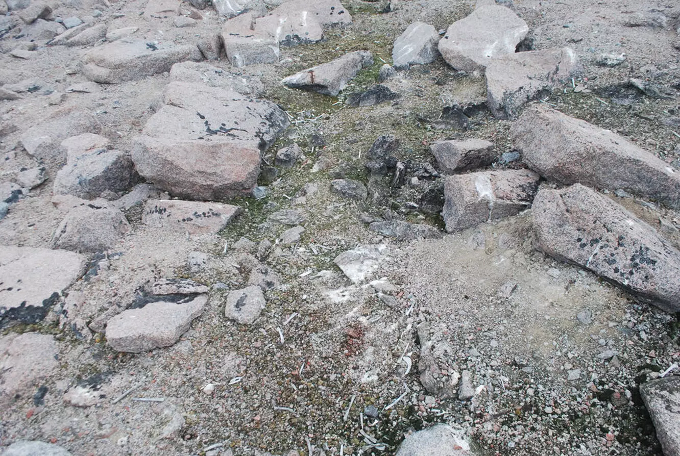 Rastros de guano descubiertos después de que la nieve se derritiera