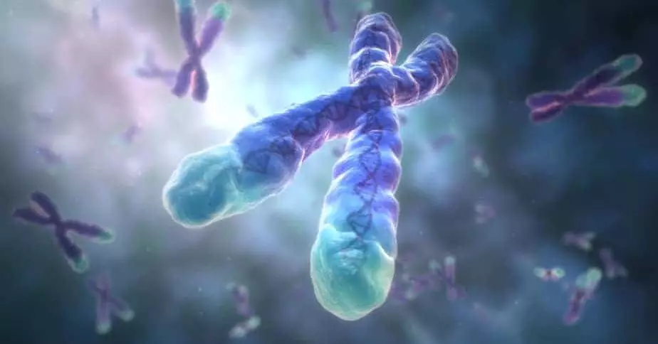 Telomeres: naha jalma umurna sareng tiasa hirup salamina