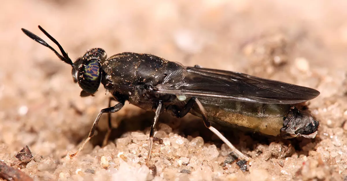 Ang mga siyentipiko ng MIPT ay nakakuha ng katas mula sa fly larvae, na epektibo sa paglaban sa mga pathogen ng halaman