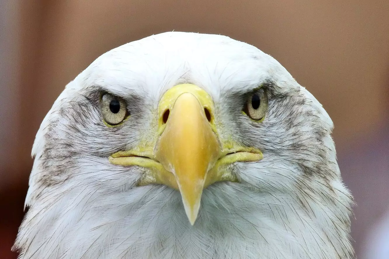 Што ако луѓето имале вид на орел: окото е дијамант