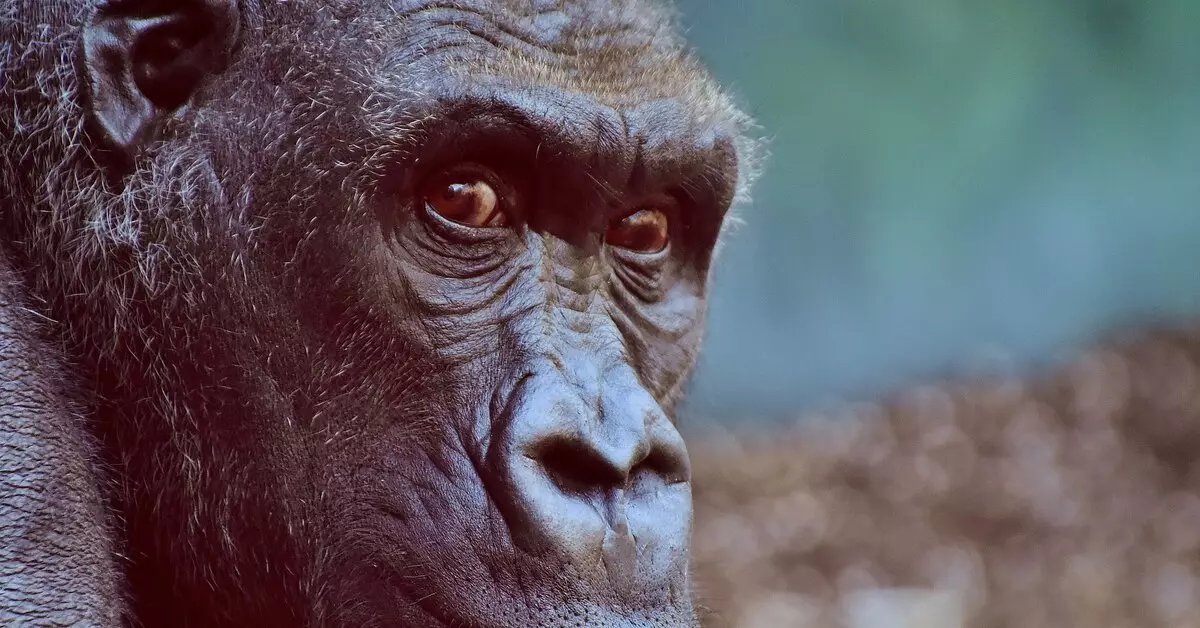 Gorilla haziendelei osteoporosis, tofauti na wanadamu