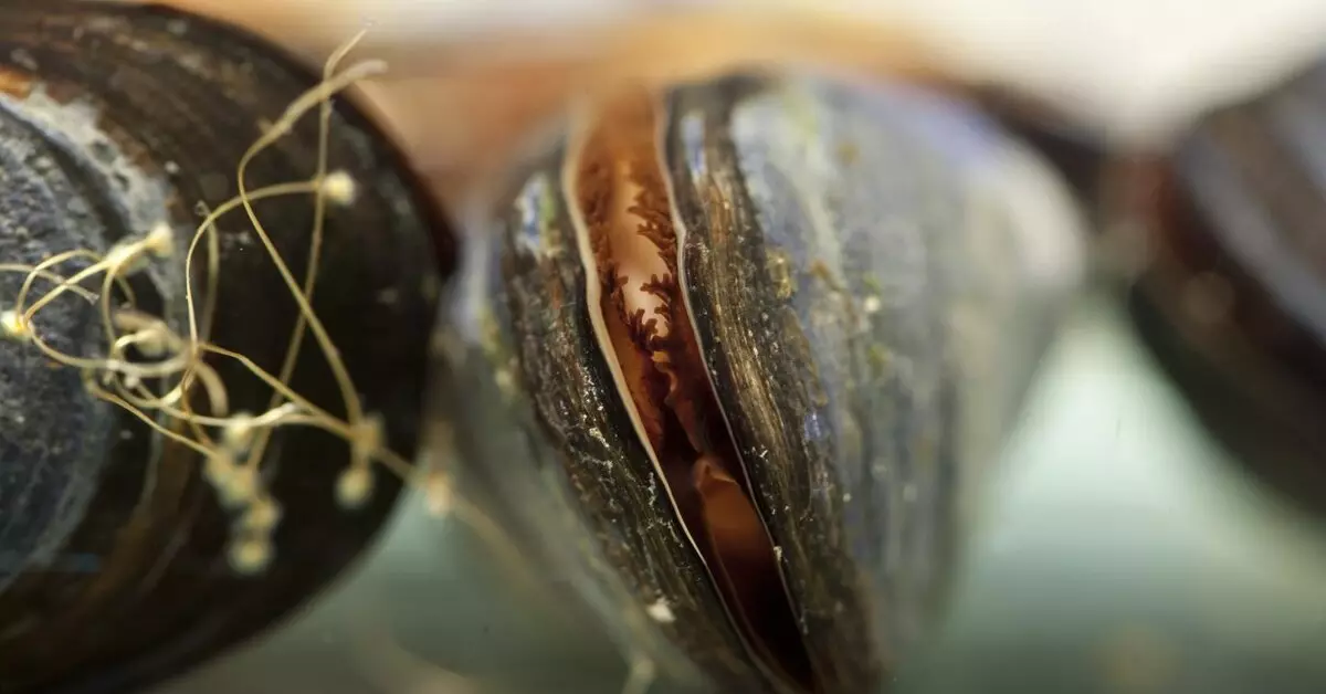 Le fibre di lino danneggiano gli organi delle cozze di mare