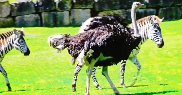 Di UK, seekor burung unta menyangka dia seekor kuda belang