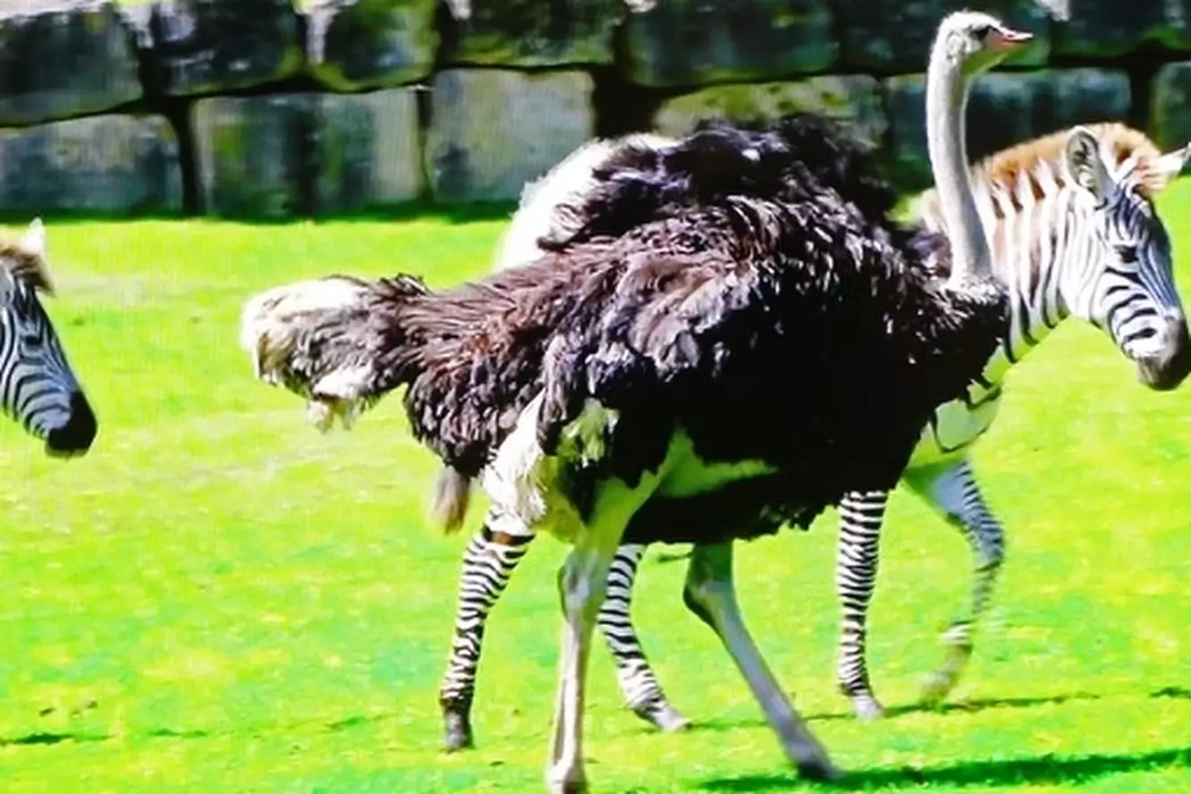 O avestruz pensou que era uma zebra e abandonou seu rebanho